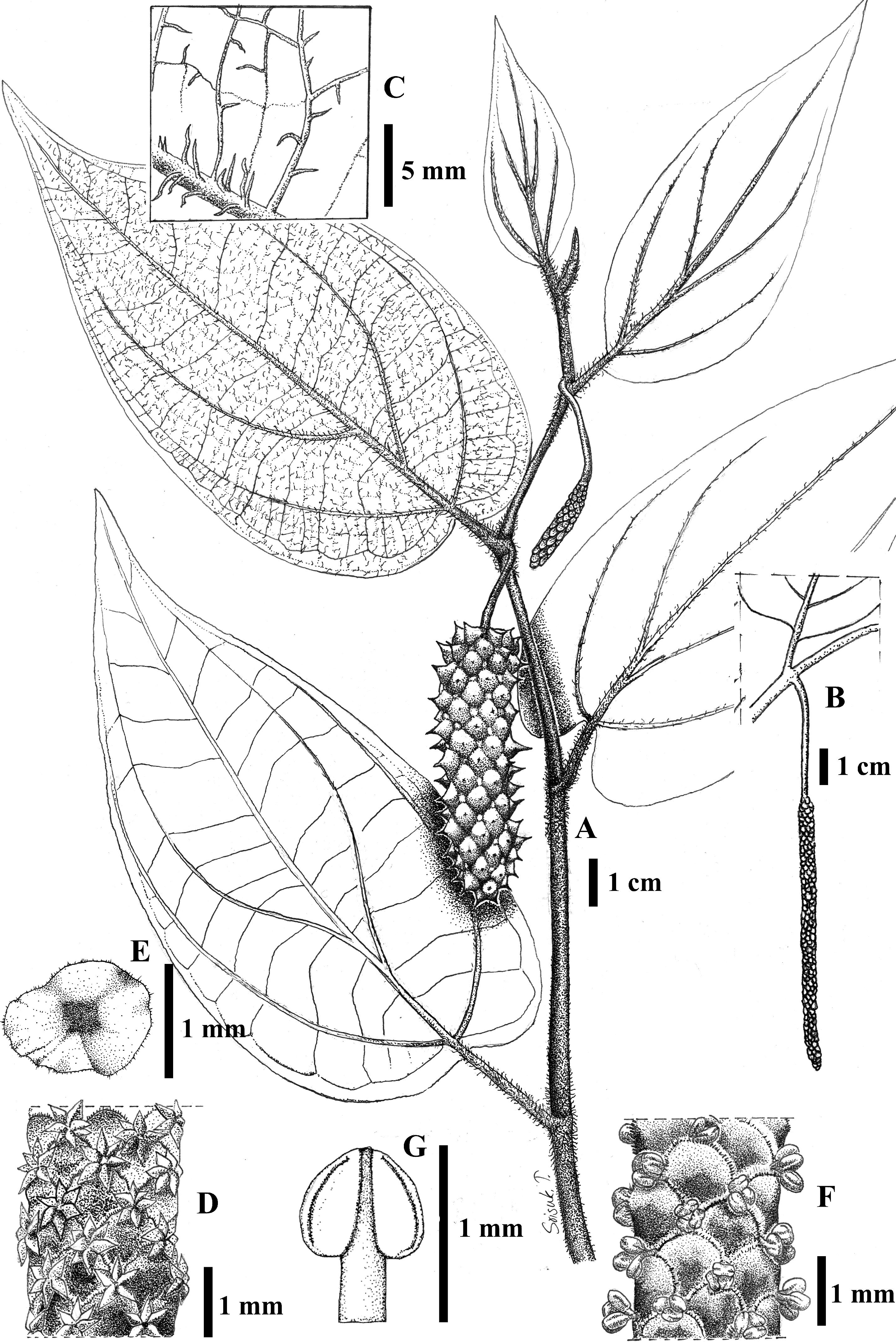 Two New Species of Piper (Piperaceae) from Thailand
