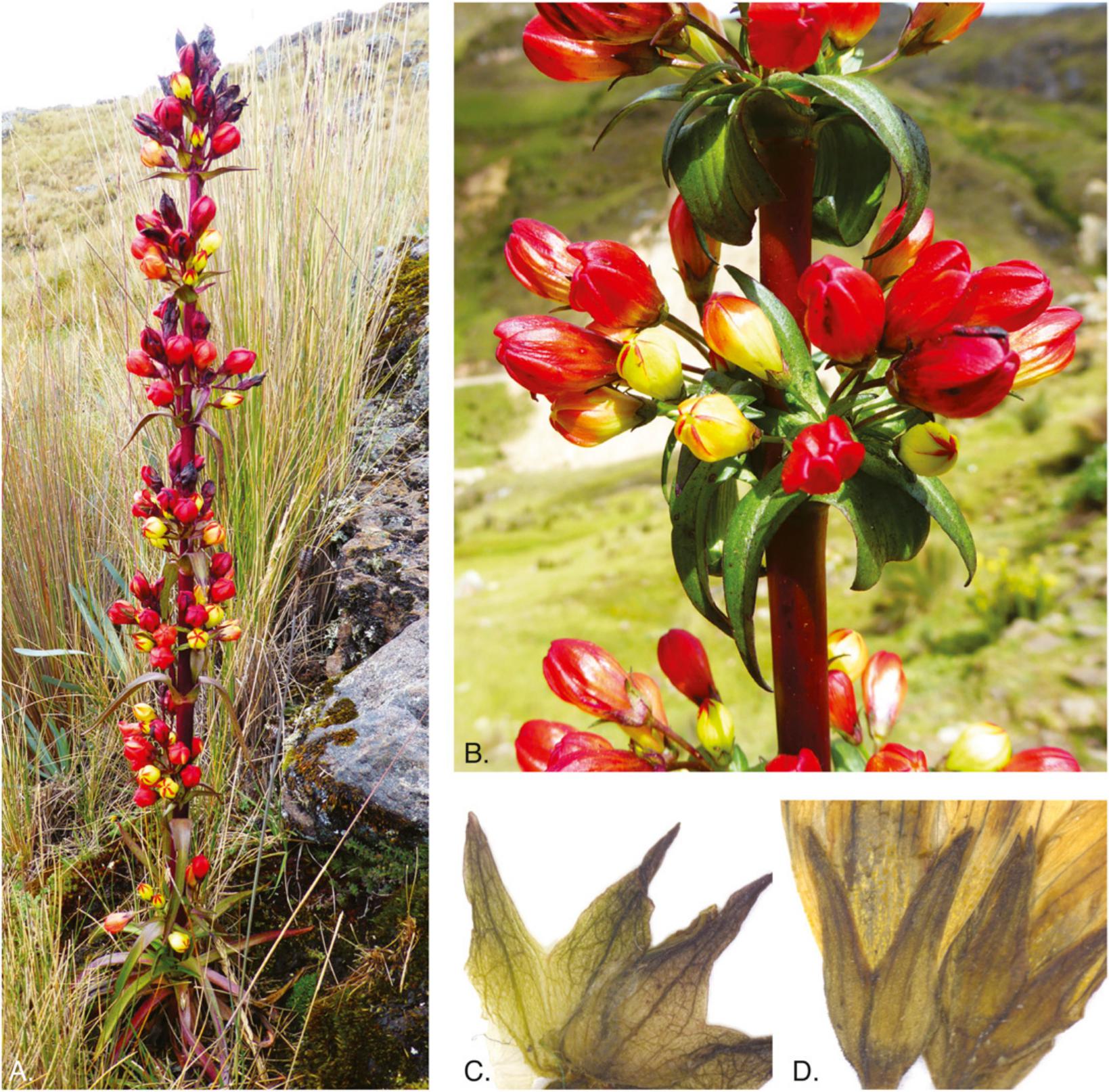 Gentianella montesinosii (Gentianaceae, Gentianeae, Swertiinae), a New ...