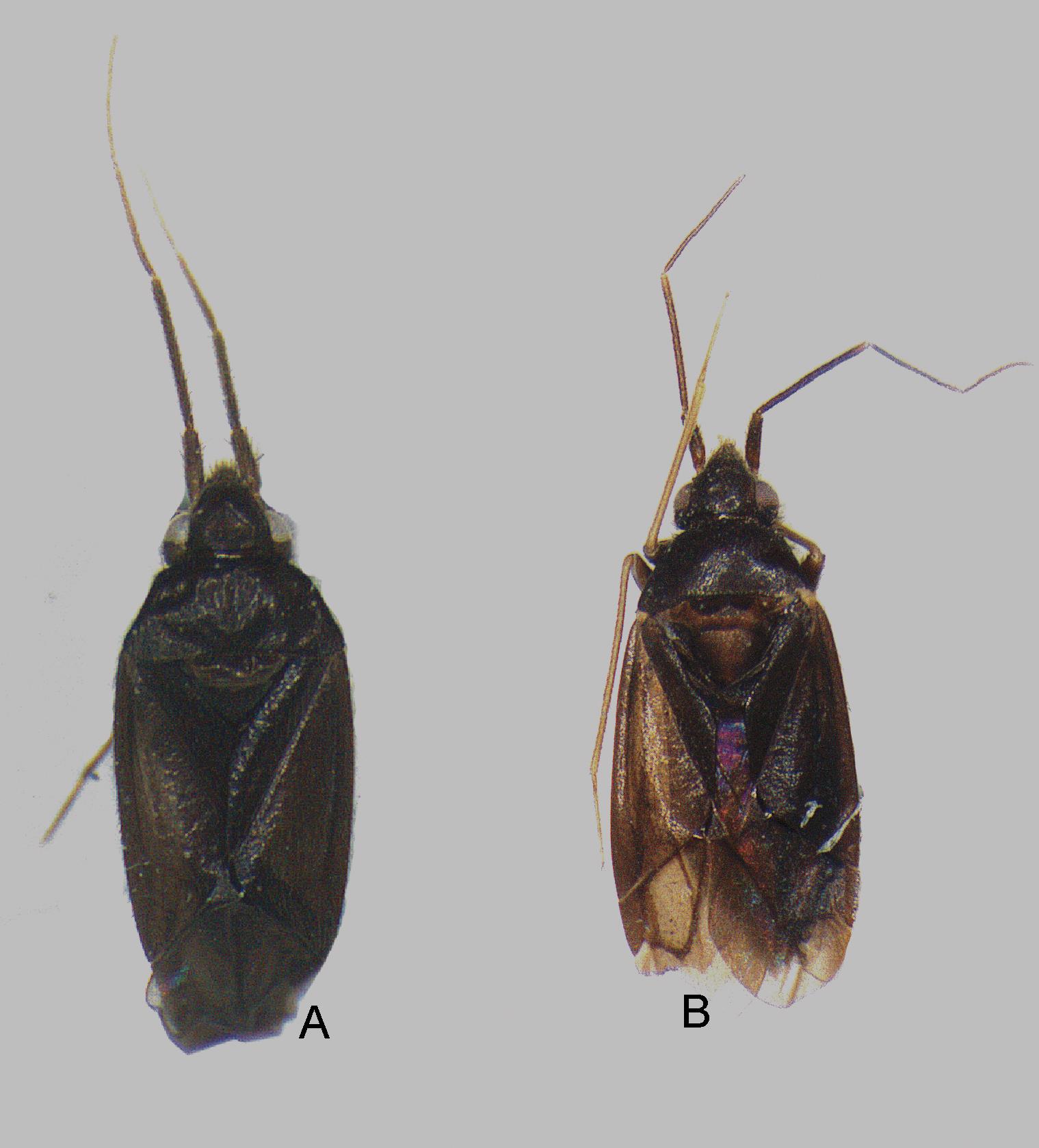 A new species of the Genus Hemiophthalmocoris from the Oriental Region ...
