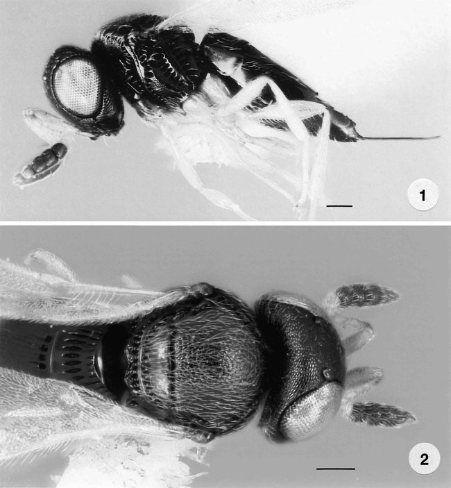 REDEFINITION OF THE GENUS PHANUROMYIA DODD (HYMENOPTERA: SCELIONIDAE)