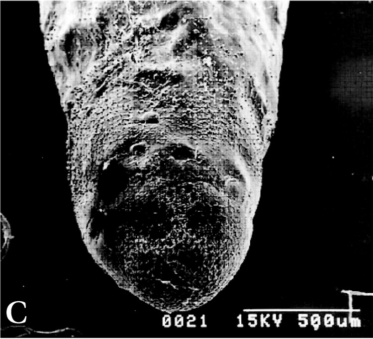 Scanning electron microscopy of egg-surface sculpturing of two common ...