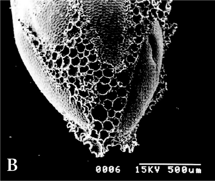 Scanning electron microscopy of egg-surface sculpturing of two common ...