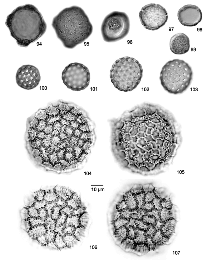 ATLAS OF POLLEN AND SPORES OF THE FLORIDA EVERGLADES