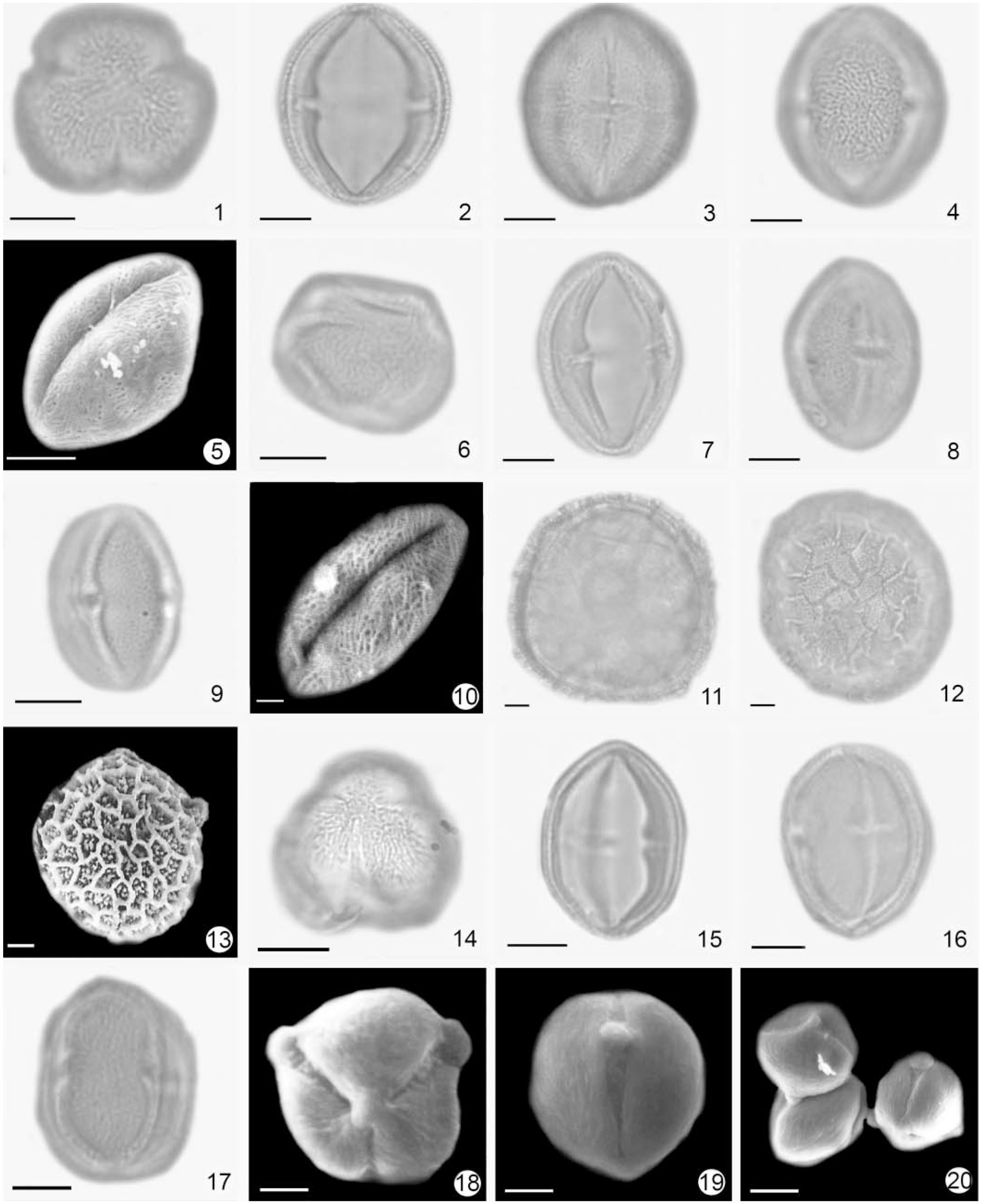 Pollen Morphology of Rutaceae from Brazilian Forest Fragments