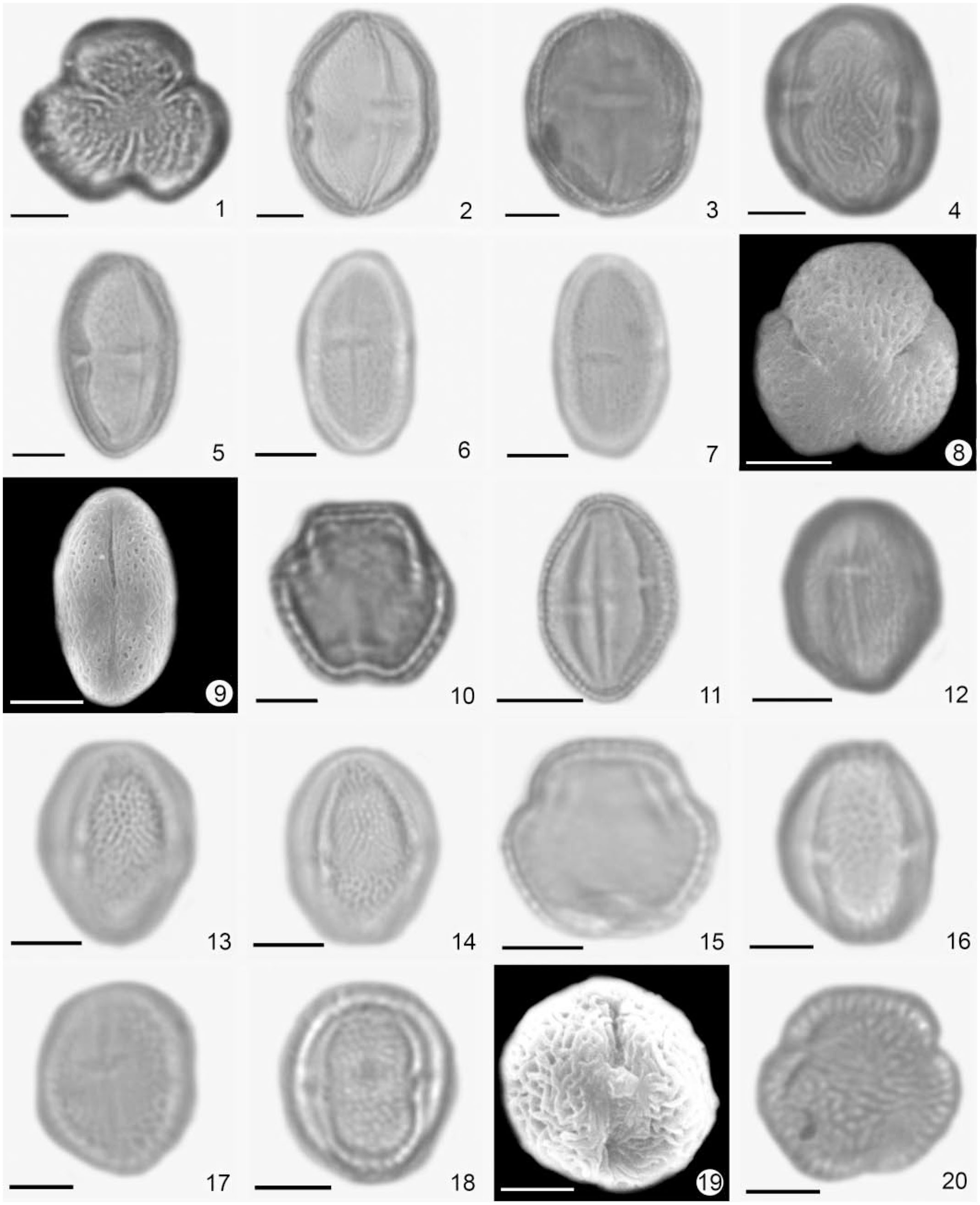 Pollen Morphology of Rutaceae from Brazilian Forest Fragments
