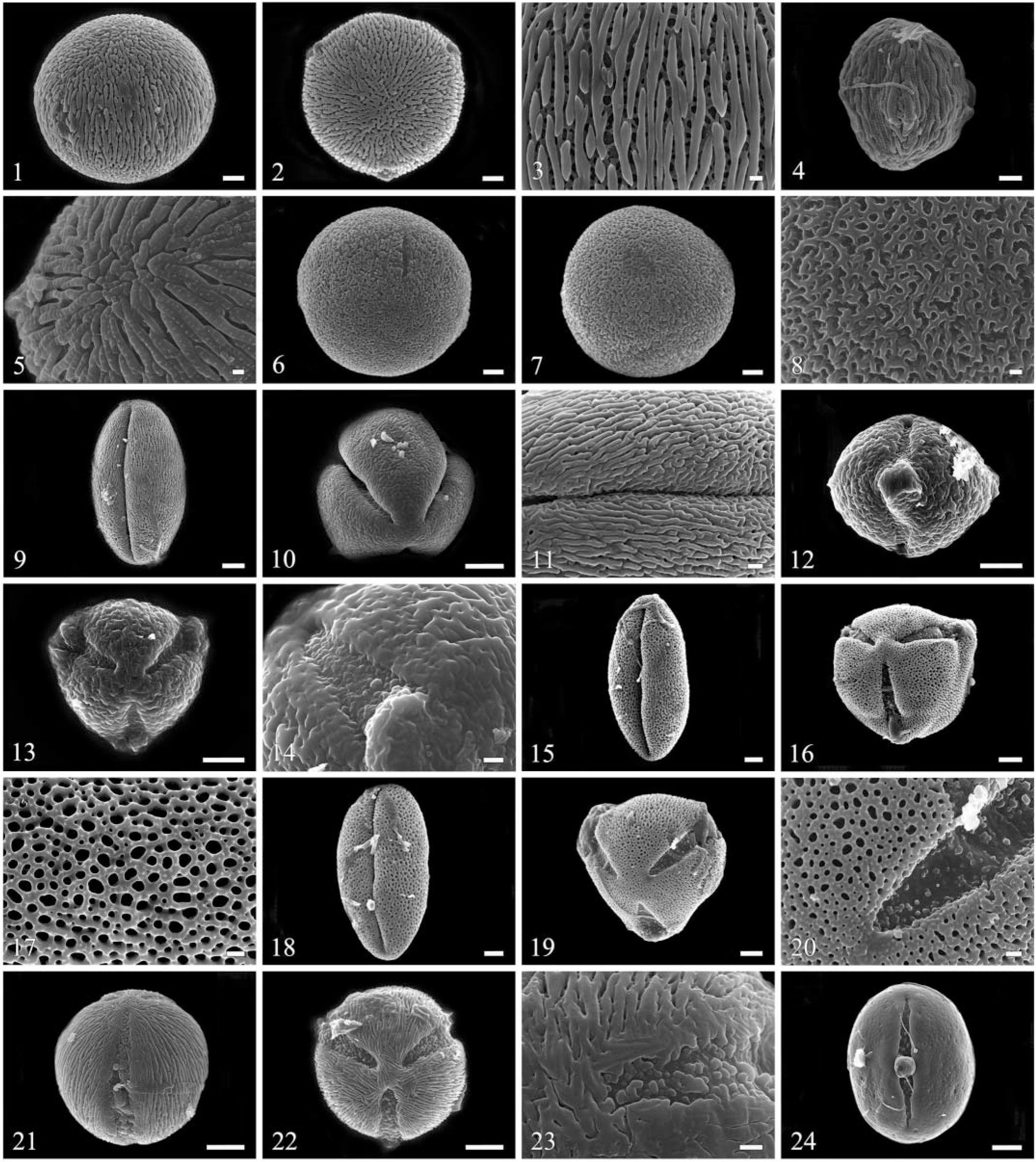 Pollen Morphology of Selected Species from the Family Solanaceae