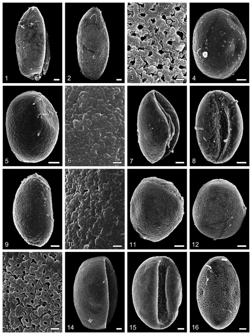 Pollen Morphology of Liliaceae and Its Systematic Significance
