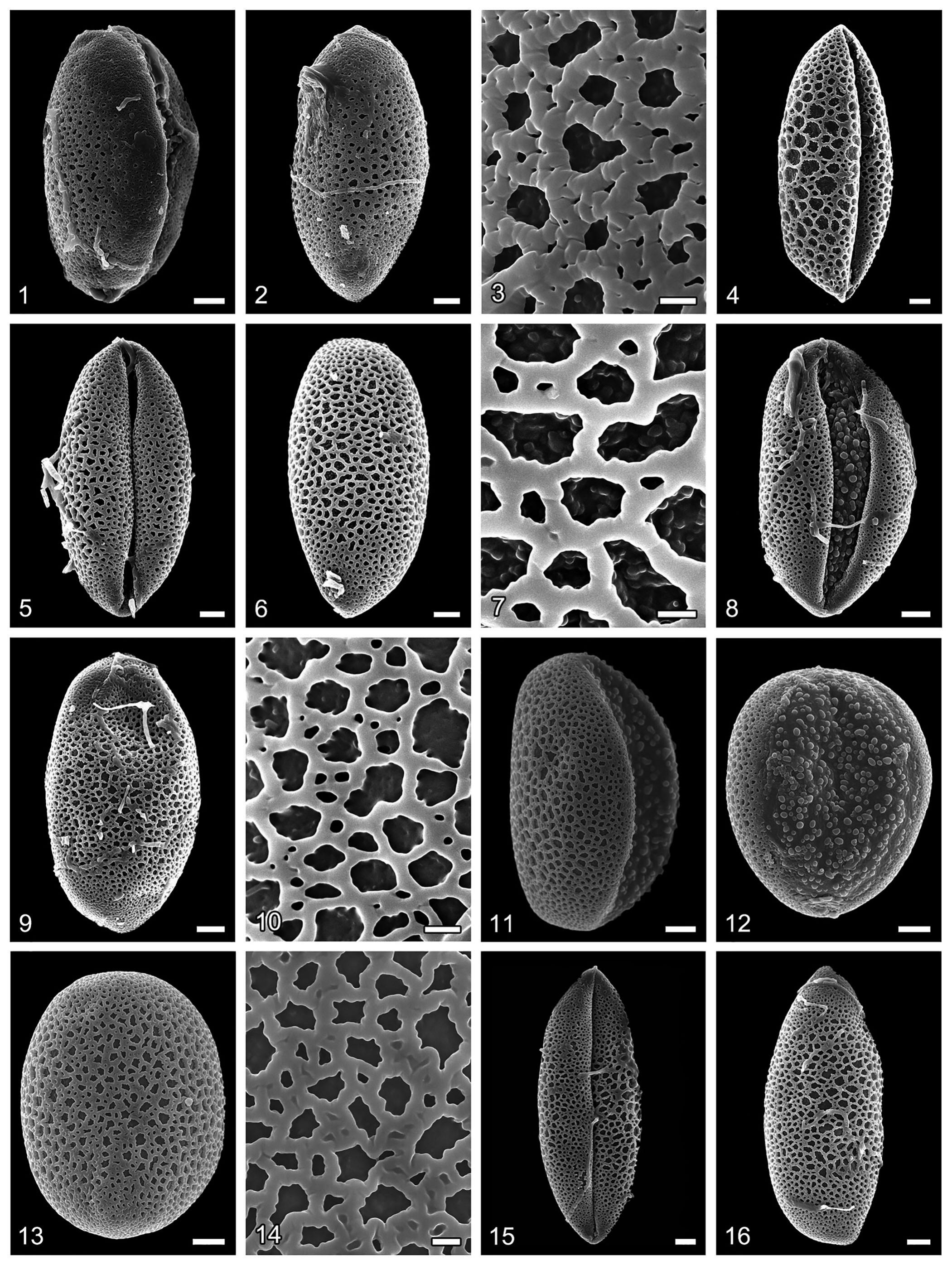 Pollen Morphology of Liliaceae and Its Systematic Significance