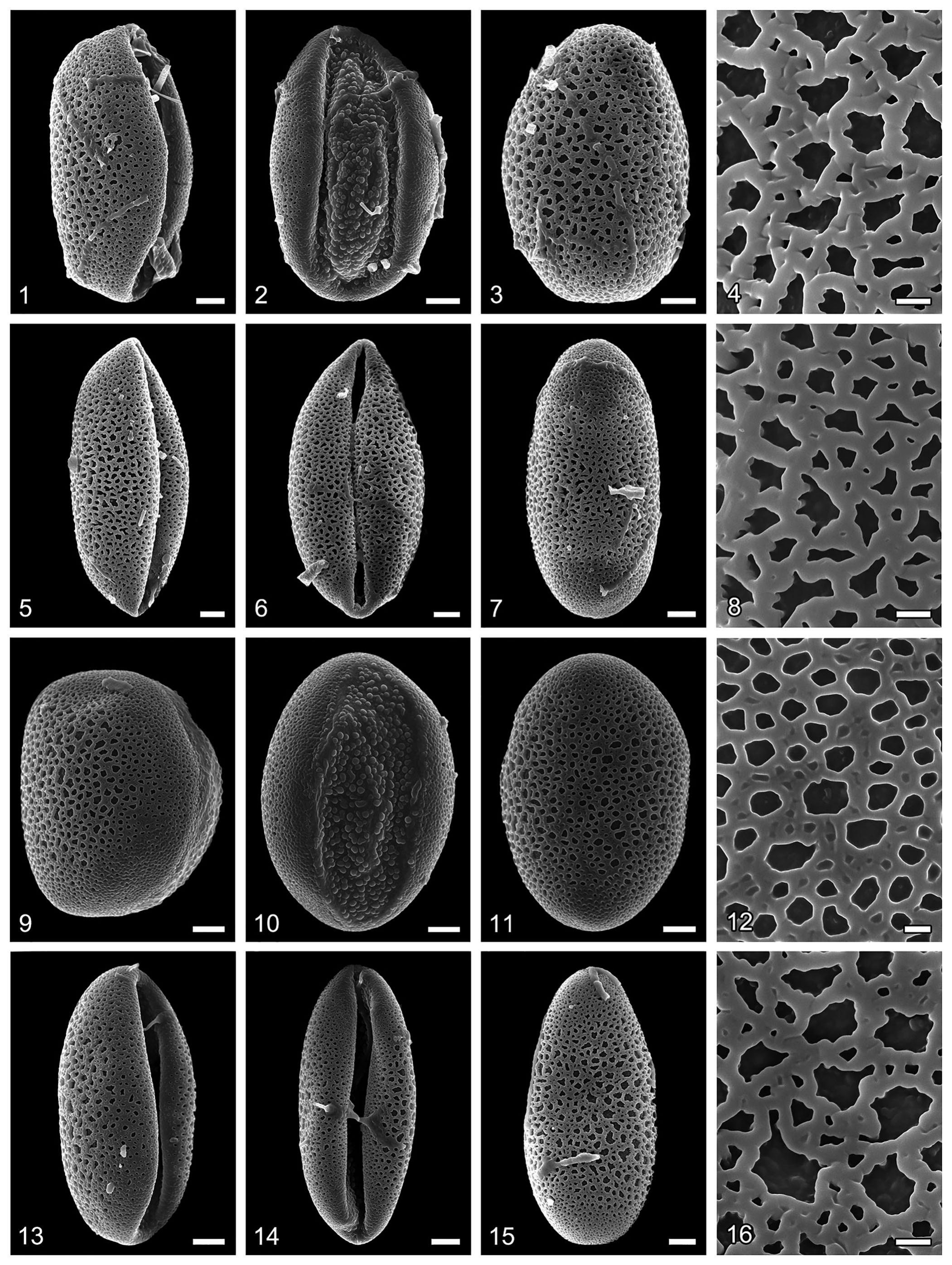Pollen Morphology of Liliaceae and Its Systematic Significance