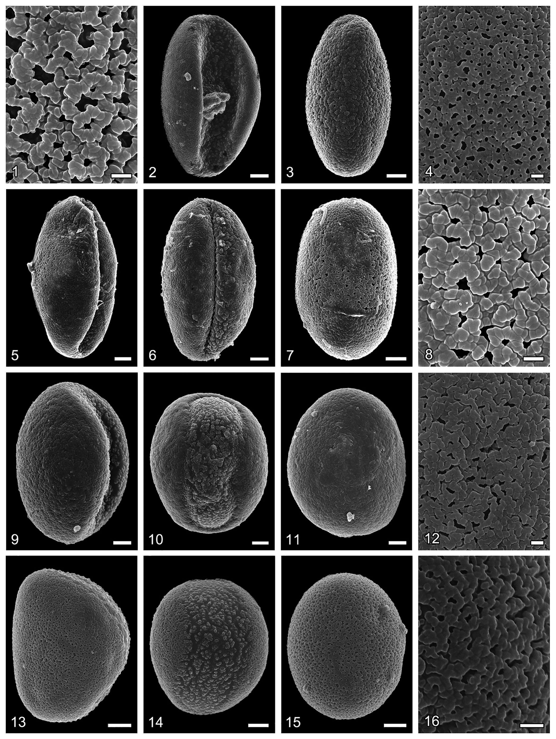 Pollen Morphology of Liliaceae and Its Systematic Significance