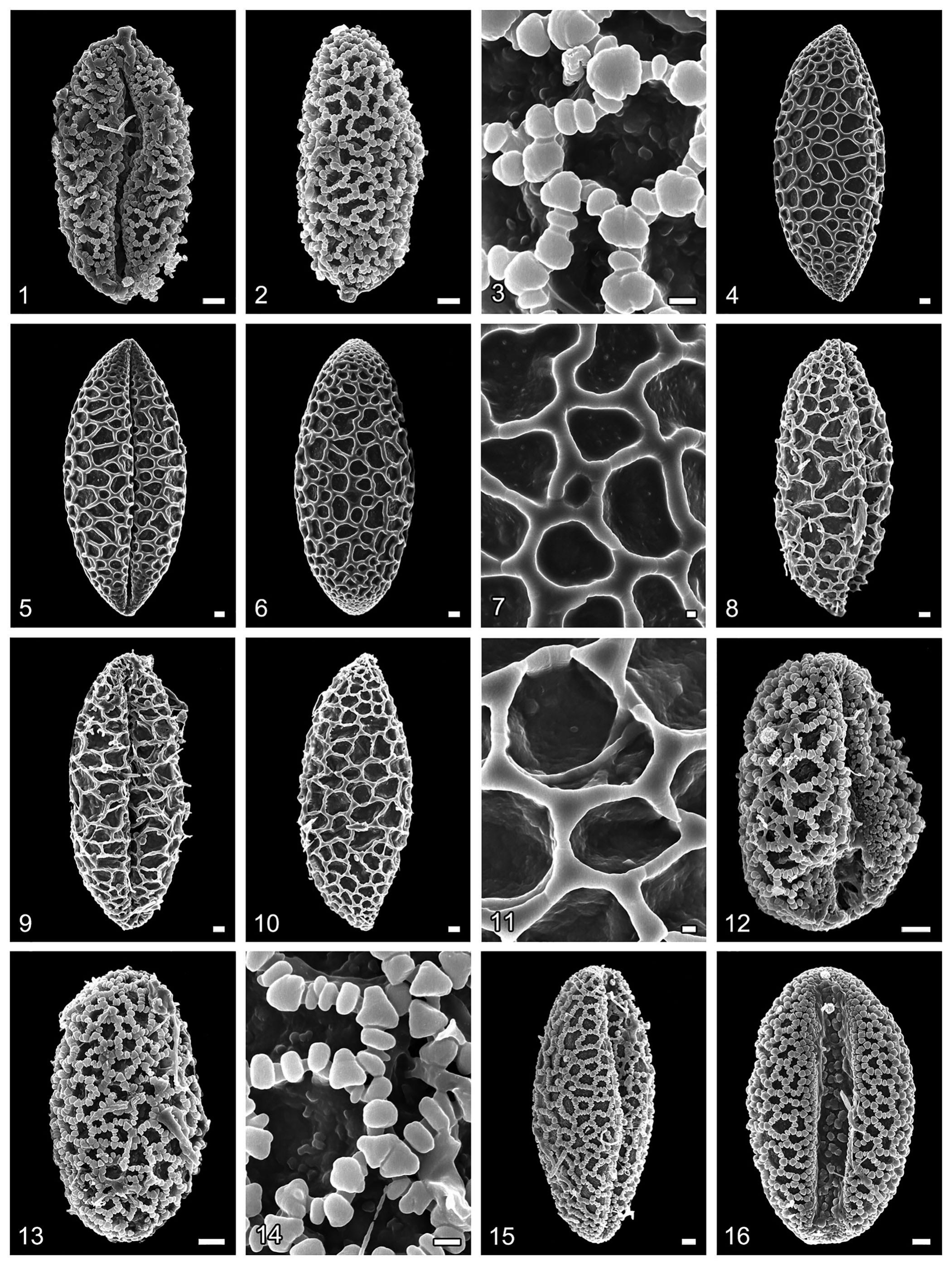 Pollen Morphology of Liliaceae and Its Systematic Significance