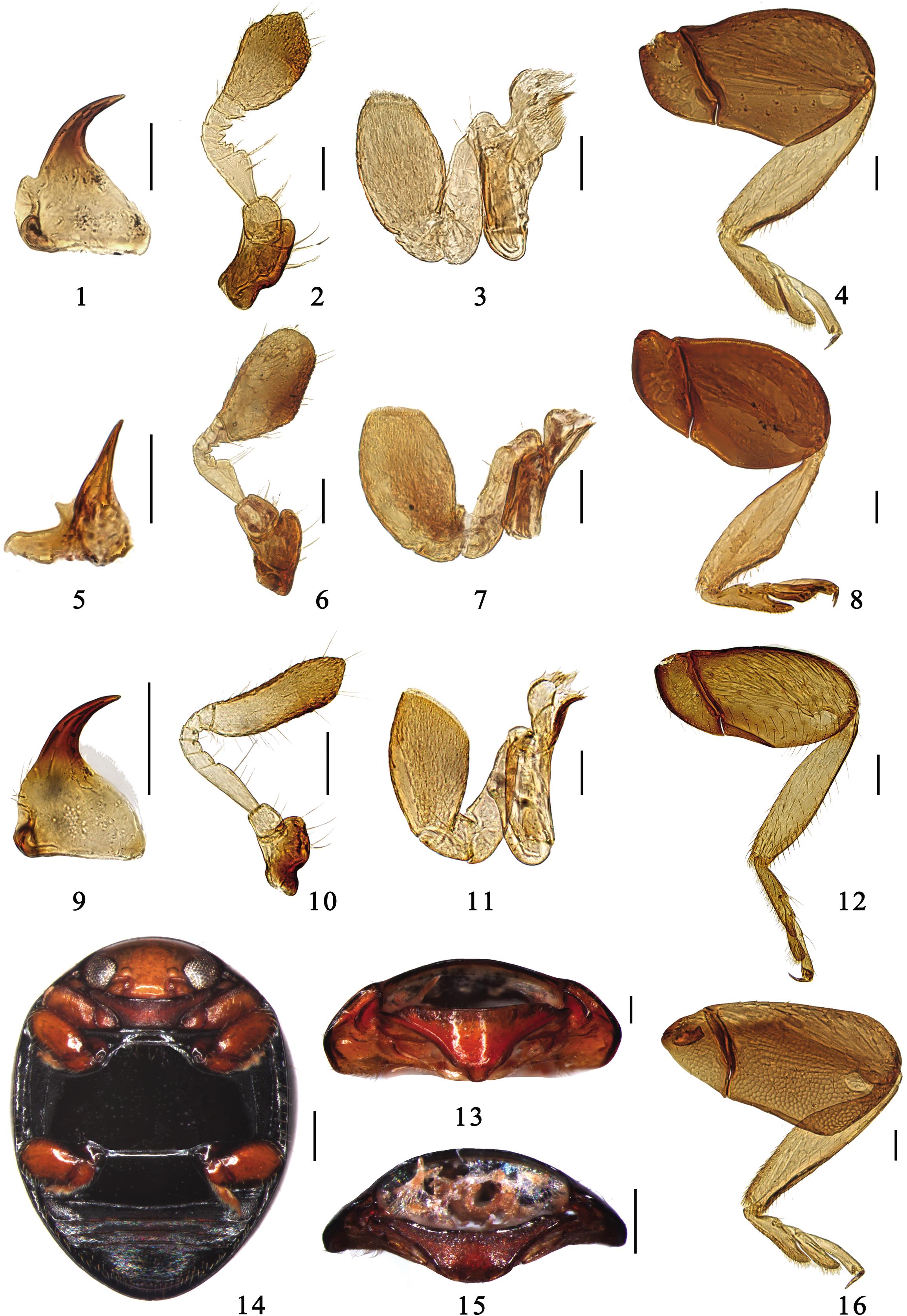 A new genus Pangia belonging to the tribe Serangiini from China ...