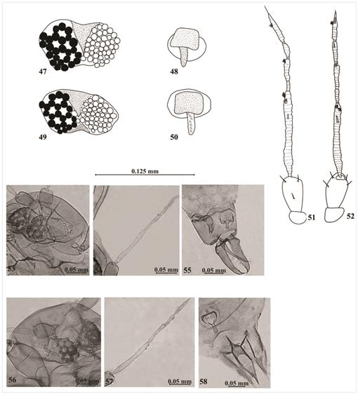 Biology and morphology of life stages of three species of whiteflies ...