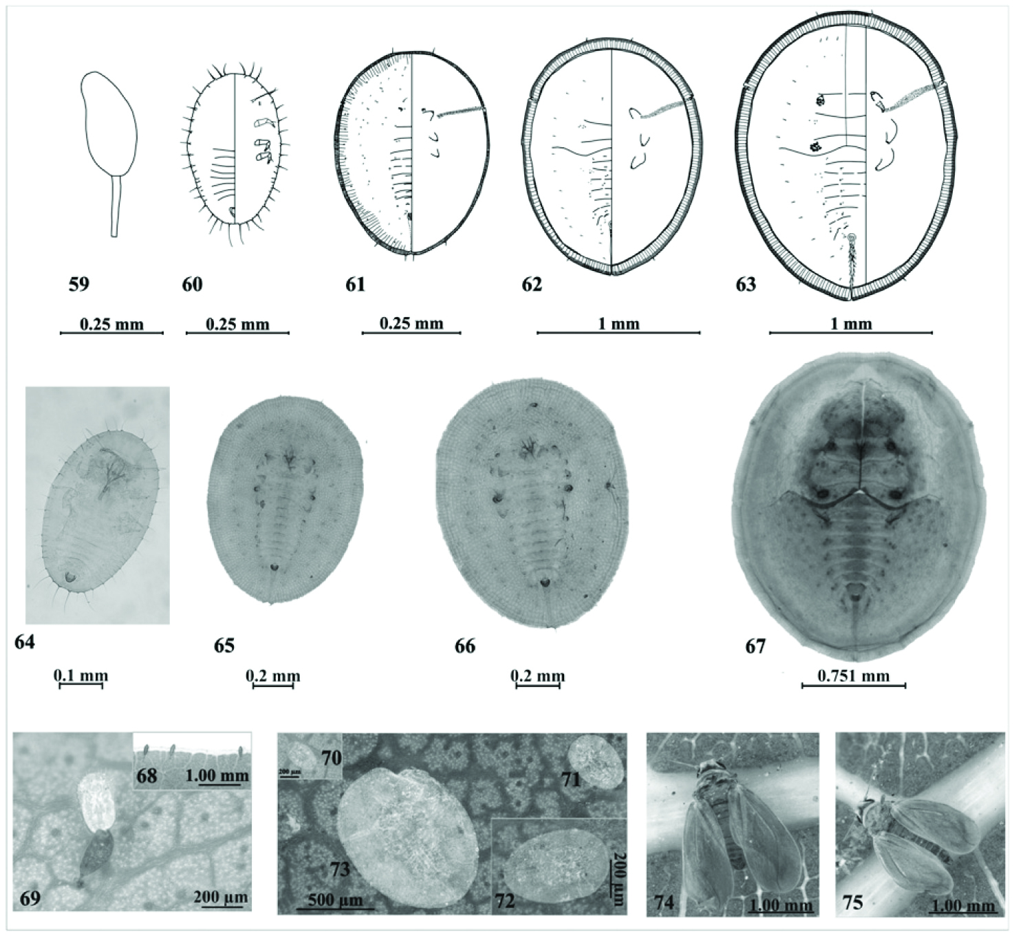 Biology and morphology of life stages of three species of whiteflies ...