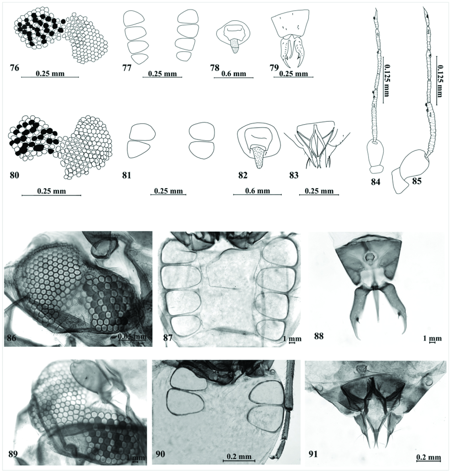 Biology and morphology of life stages of three species of whiteflies ...