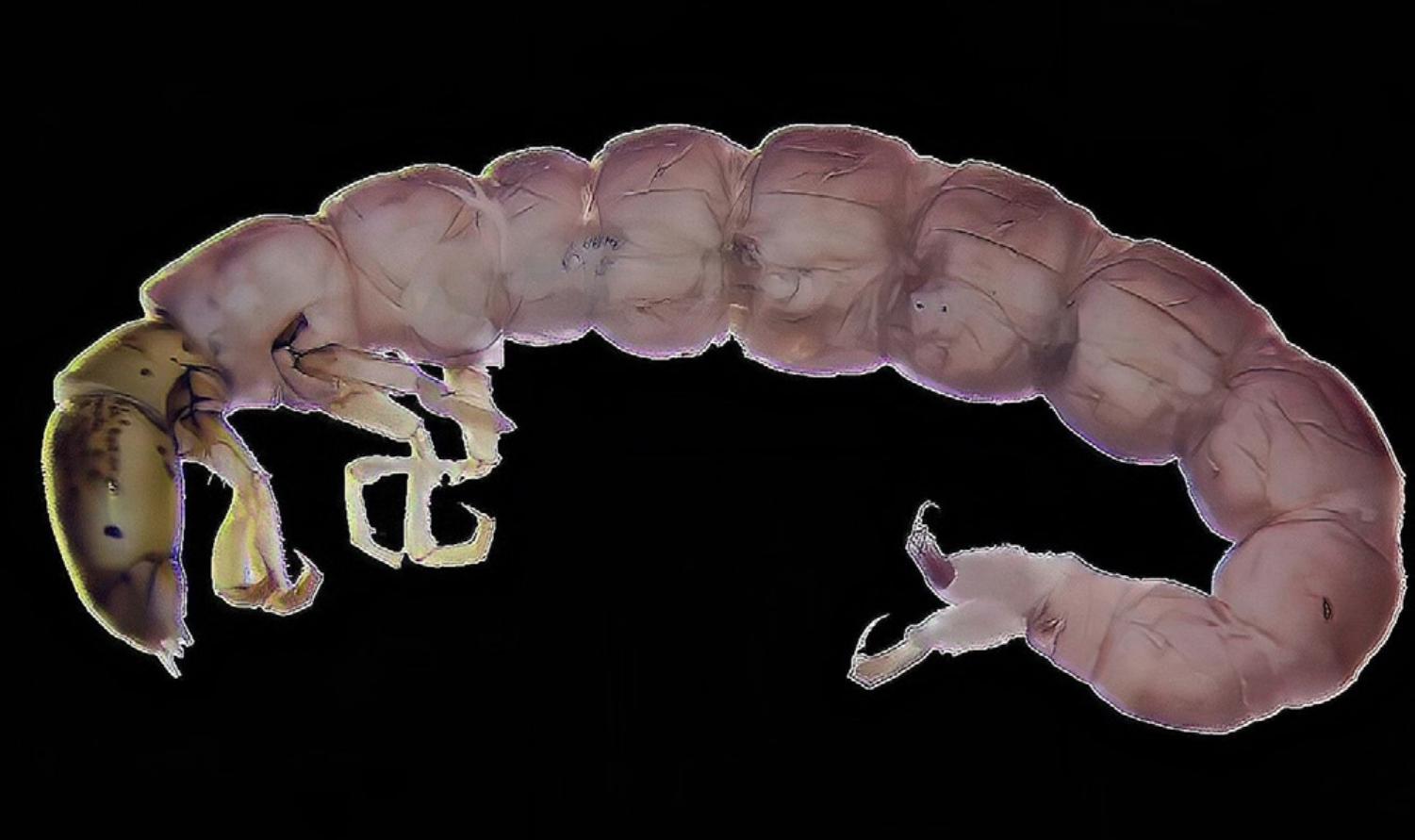 Larval taxonomy of western Nearctic Polycentropus Curtis, 1835 sensu ...