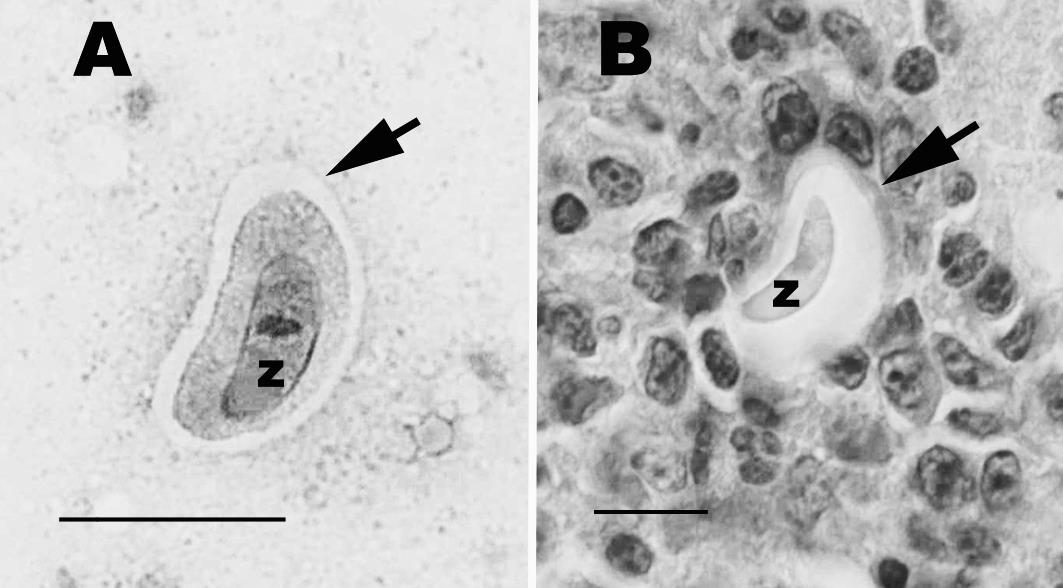 Developmental Biology of Cystoisospora (Apicomplexa: Sarcocystidae ...