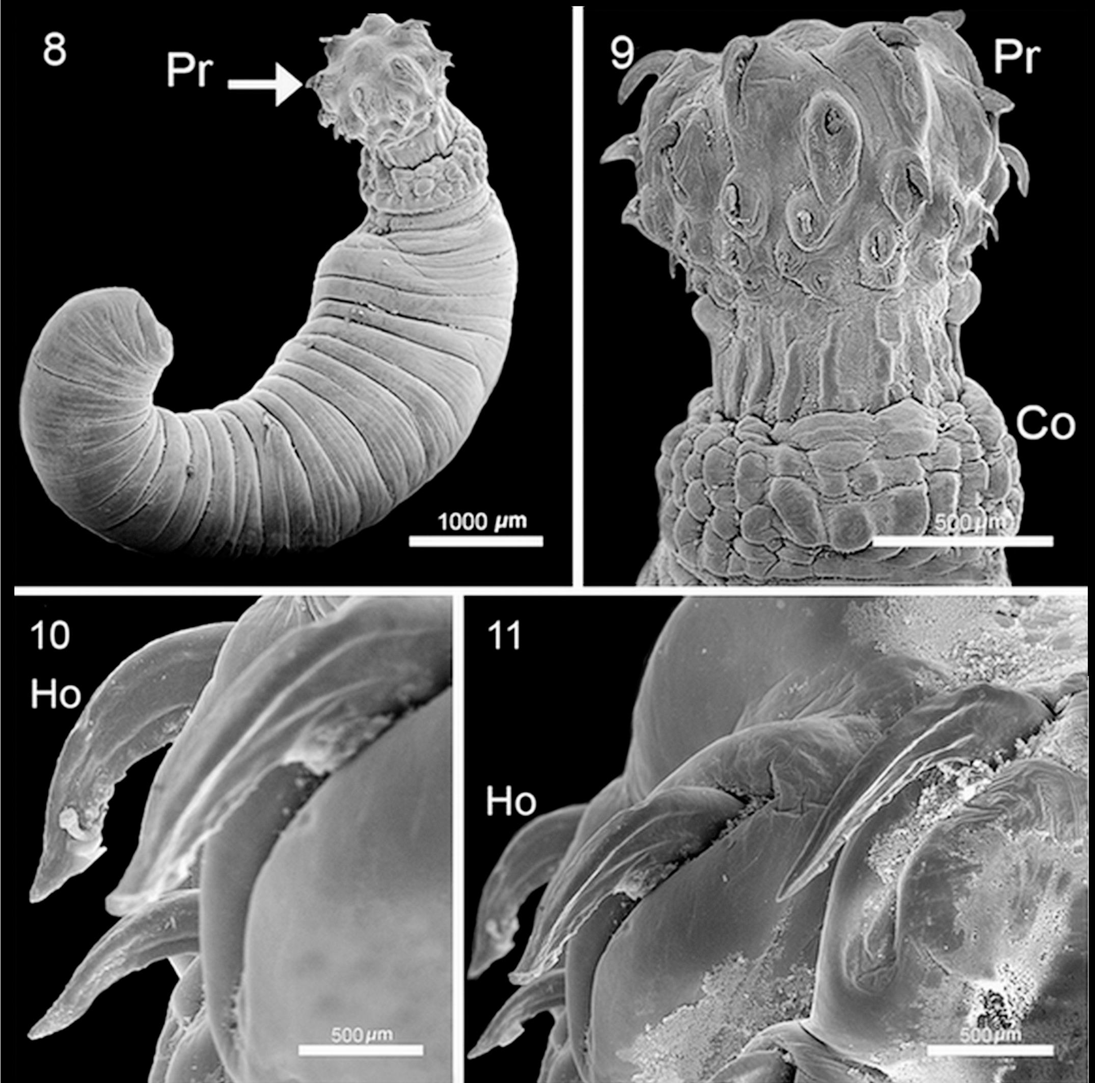 A New Acanthocephalan Species (Archiacanthocephala ...