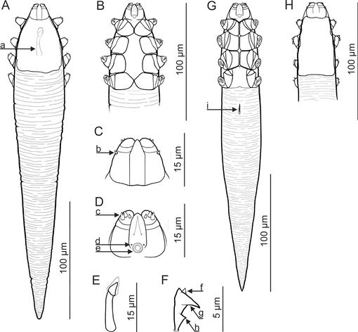 Adult and Immature Stages of the New Species of the Genus Demodex ...