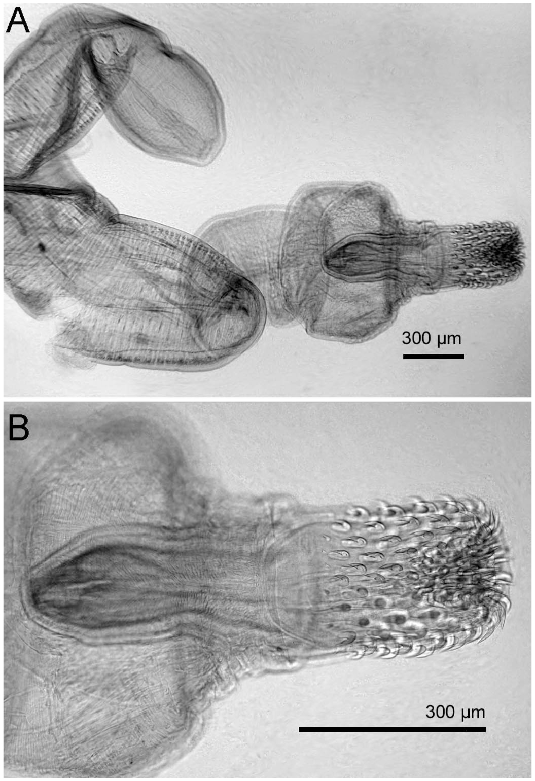 Acanthocephalan Parasites of the Oarfish, Regalecus russelii ...