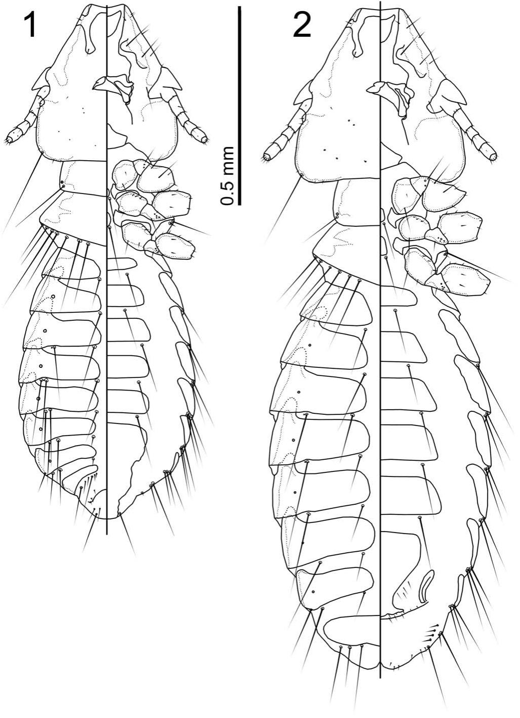 Five New Species of Guimaraesiella (Phthiraptera: Ischnocera) from ...