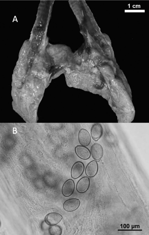 Causes of Fatal Cyathostomiasis in Brown Booby (Sula leucogaster) from ...