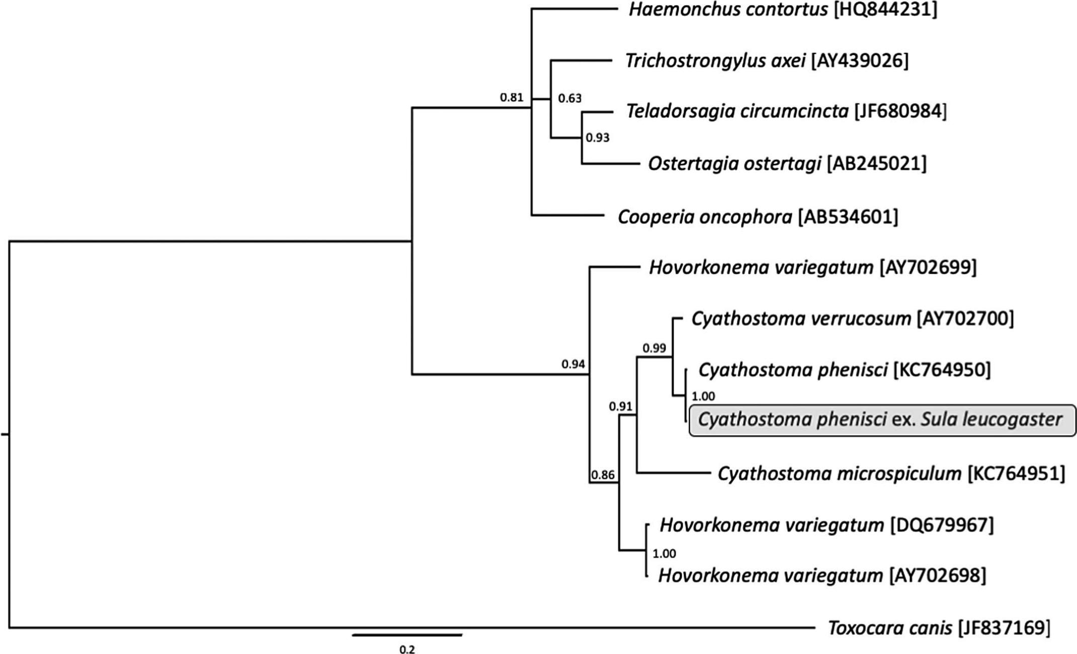 Causes of Fatal Cyathostomiasis in Brown Booby (Sula leucogaster) from ...