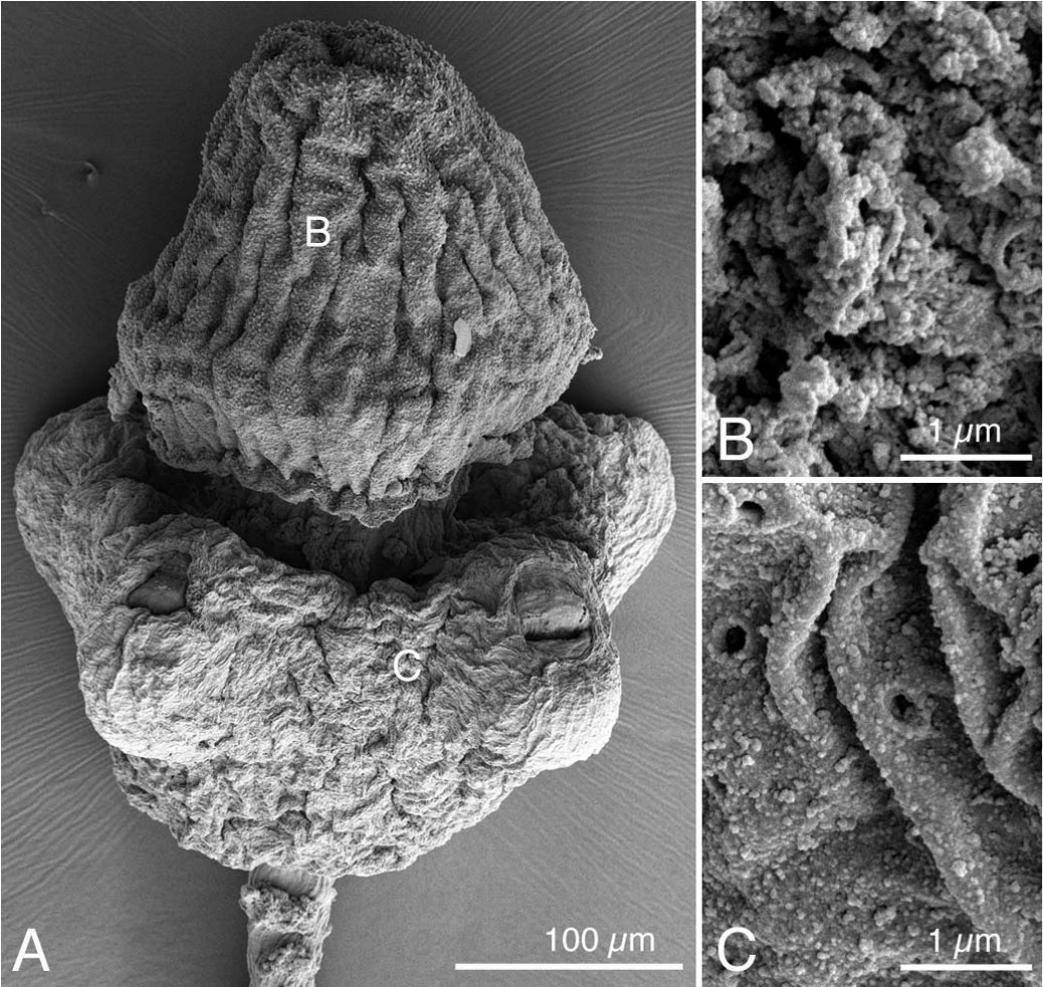 First Report of Lecanicephalidean Tapeworms (Eucestoda) from Freshwater ...