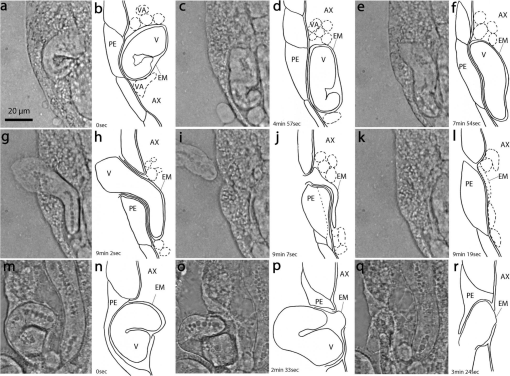 Escape Processes in Embryos of Dicyemids (Phylum Dicyemida)