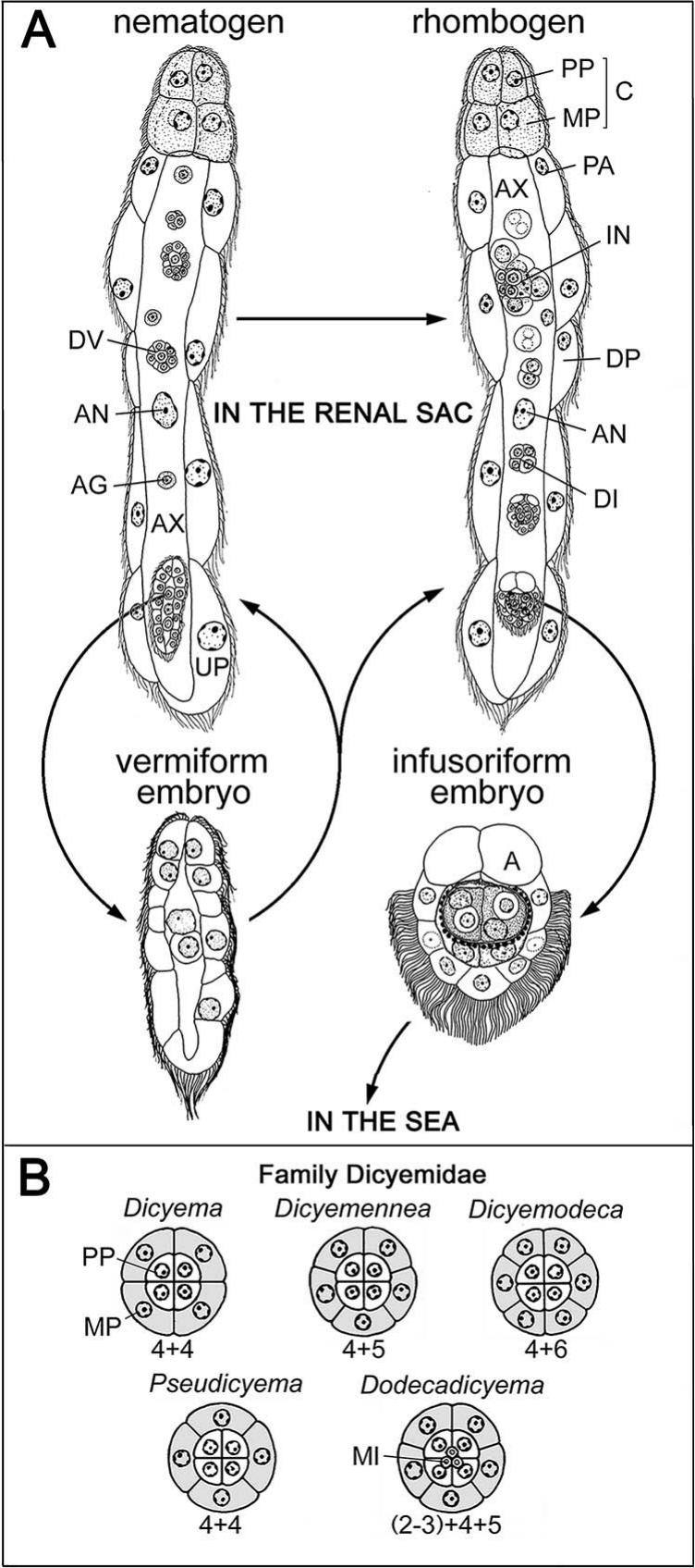 Host Switching in Dicyemids (Phylum Dicyemida)