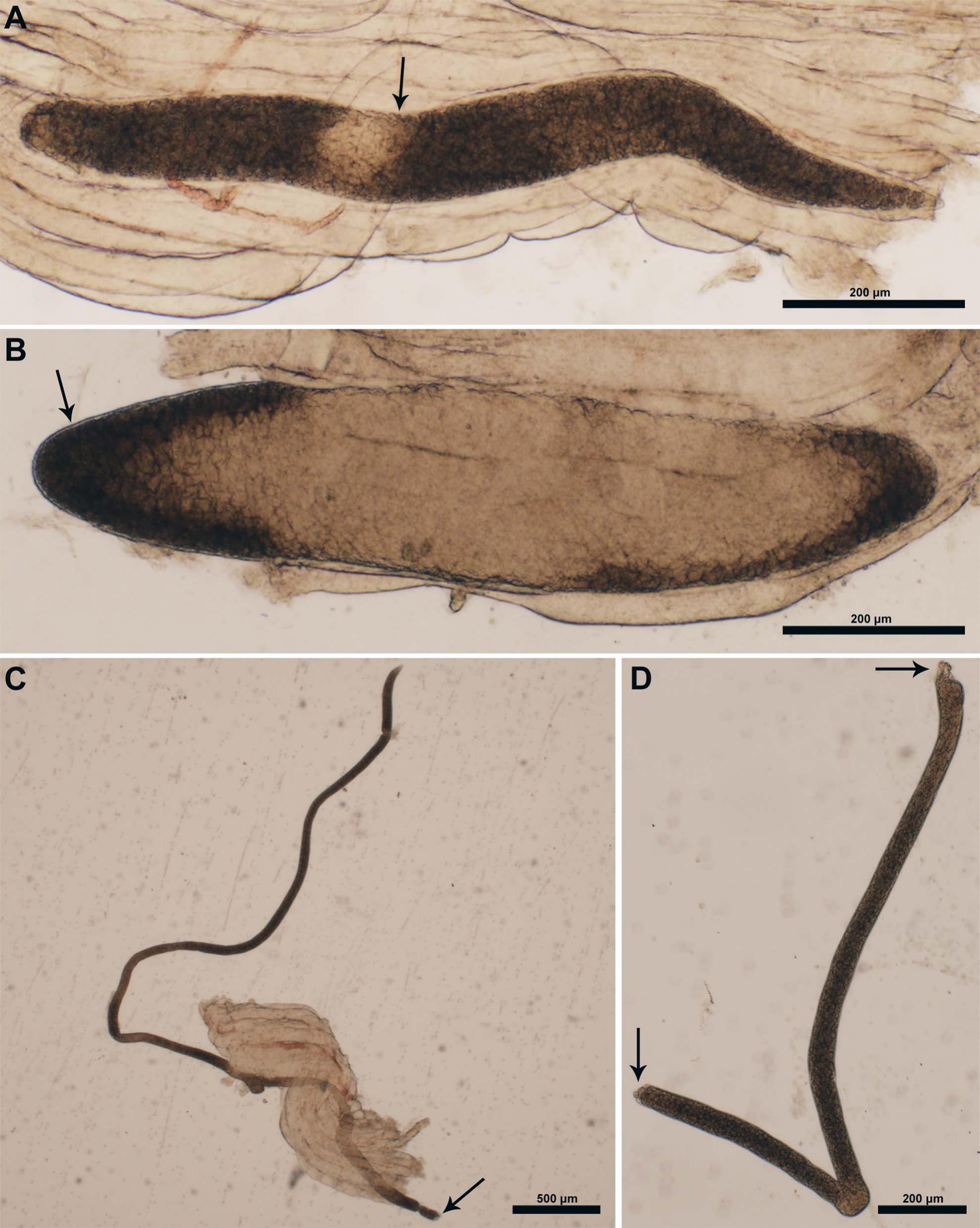 Trichinella and at Least Three Species of Sarcocystis Parasitize the ...