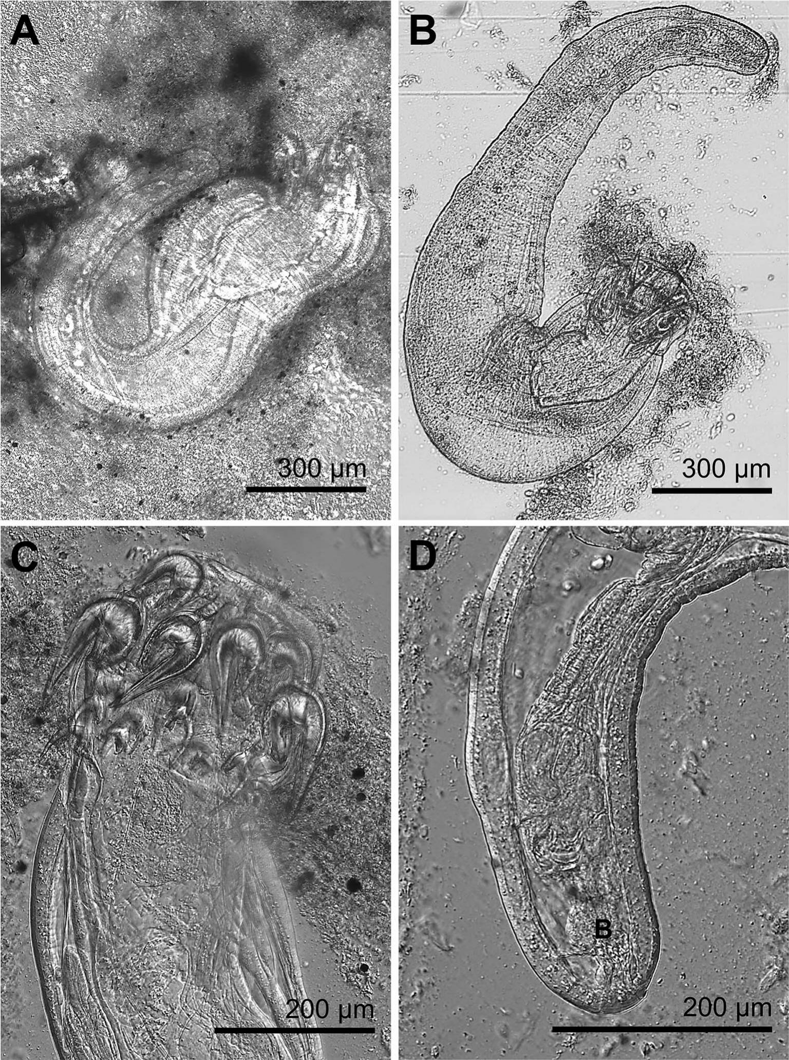 Life Cycle Variation and Host–Parasite Interactions of Four Congeneric ...
