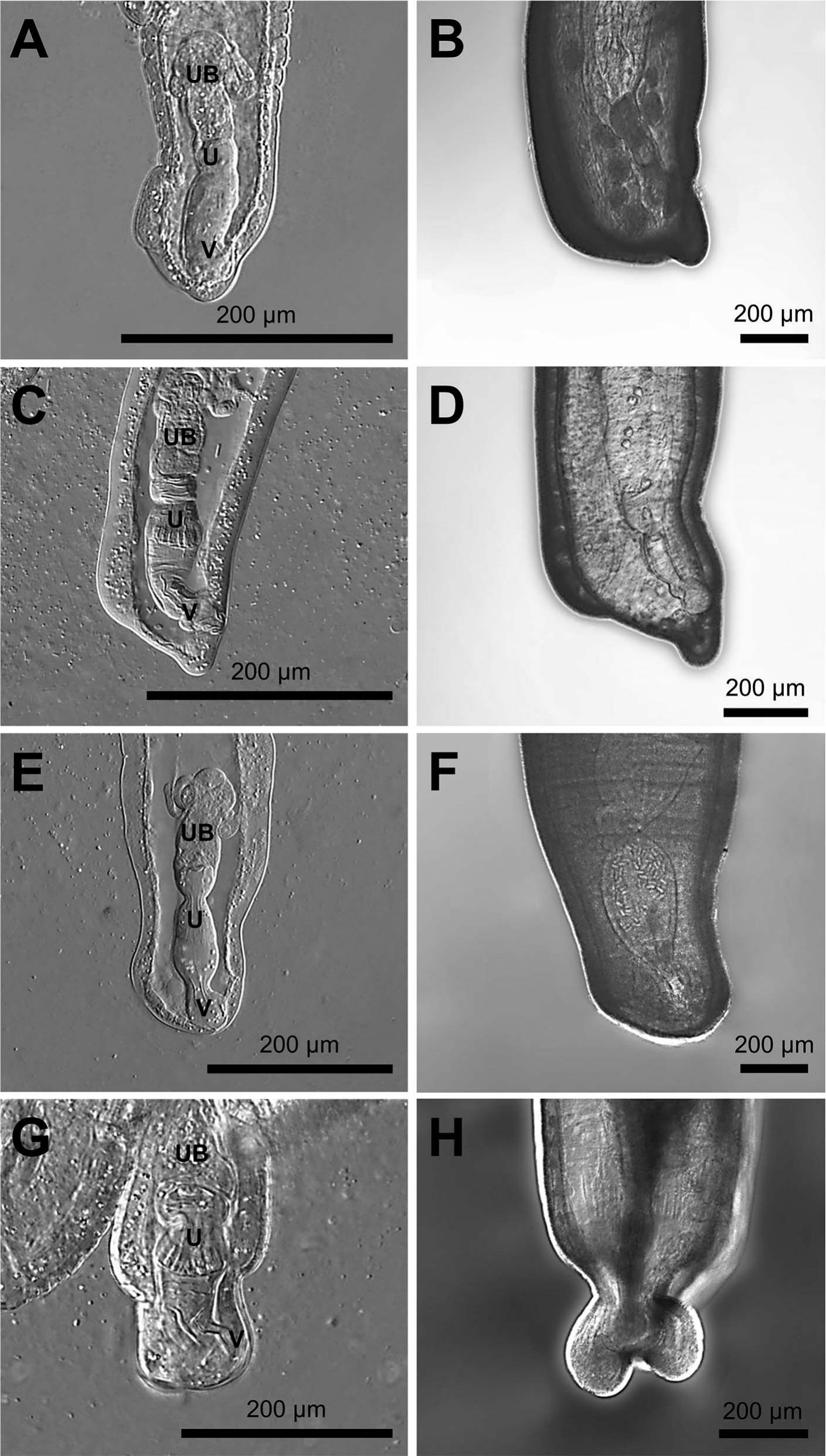 Life Cycle Variation and Host–Parasite Interactions of Four Congeneric ...