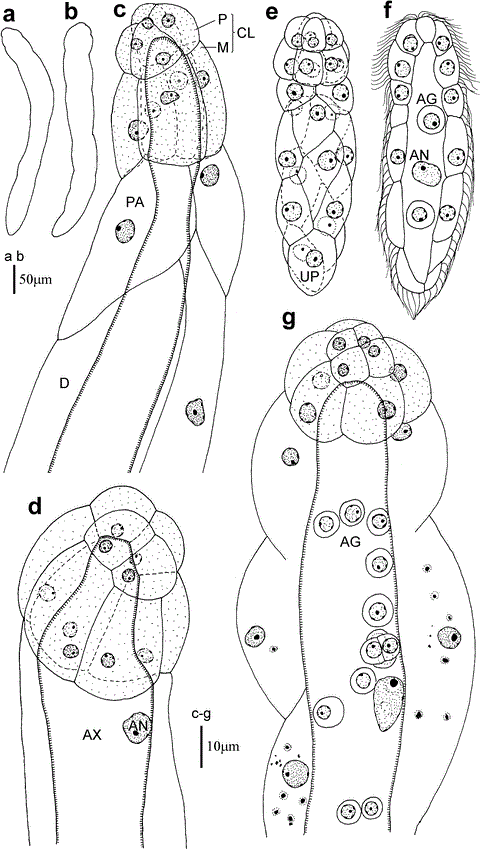 DICYEMENNEA CANADENSIS N. SP. (PHYLUM DICYEMIDA) FROM BATHYPOLYPUS ...