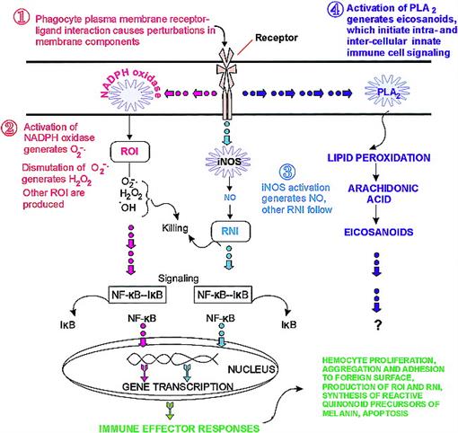 Dexamethasone Inhibition of the Cellular Immune Response of Drosophila ...