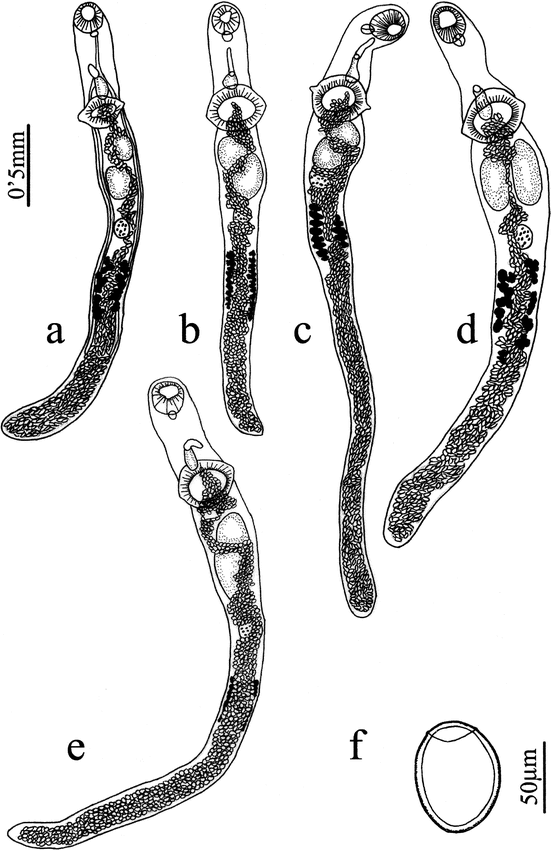 DESCRIPTION OF BRACHYLECITHUM MACKOI N. SP. (DIGENEA: DICROCOELIIDAE ...