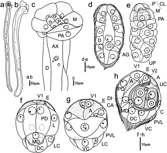 REDESCRIPTION OF TWO DICYEMENNEA (PHYLUM: DICYEMIDA) FROM ROSSIA ...