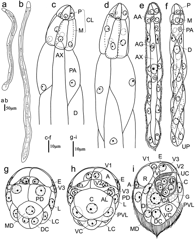 REDESCRIPTION OF TWO DICYEMENNEA (PHYLUM: DICYEMIDA) FROM ROSSIA ...
