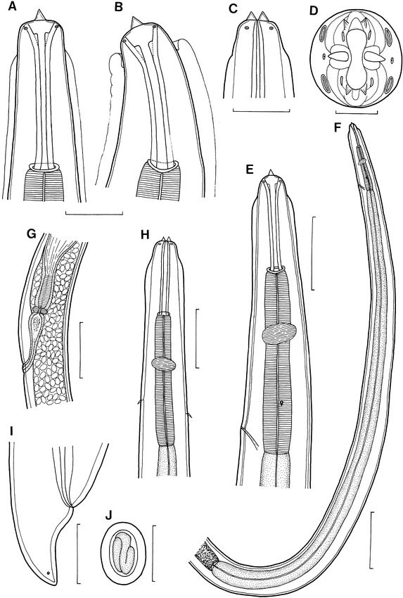 Redescription of Cystidicoloides fischeri Based on Specimens From ...