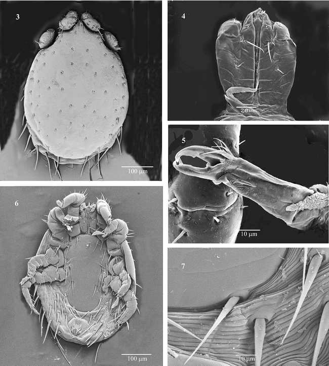 A New Species of Androlaelaps (Acari: Parasitiformes) from the ...