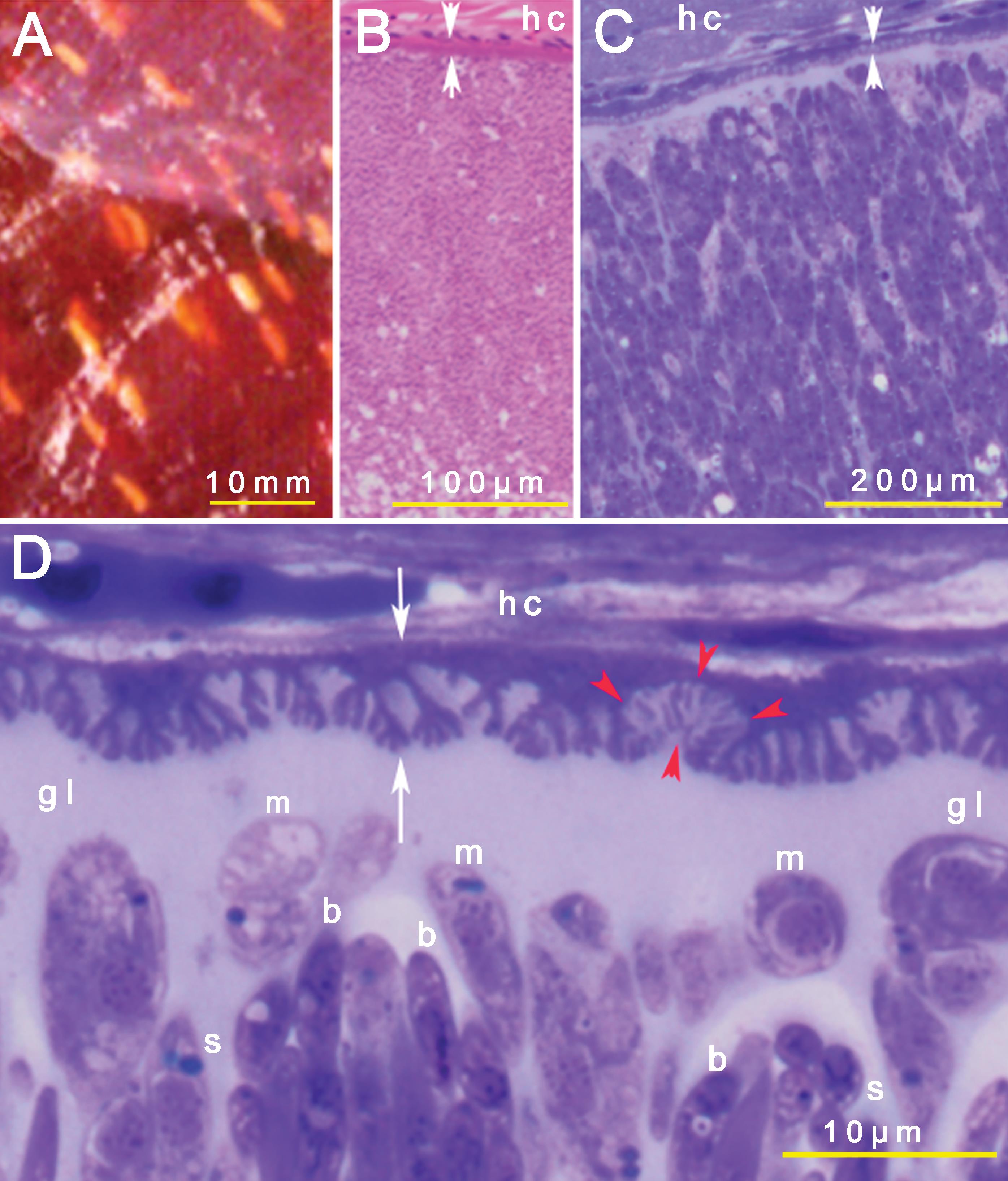 Morphologic and Molecular Characterization of the Sarcocysts of ...