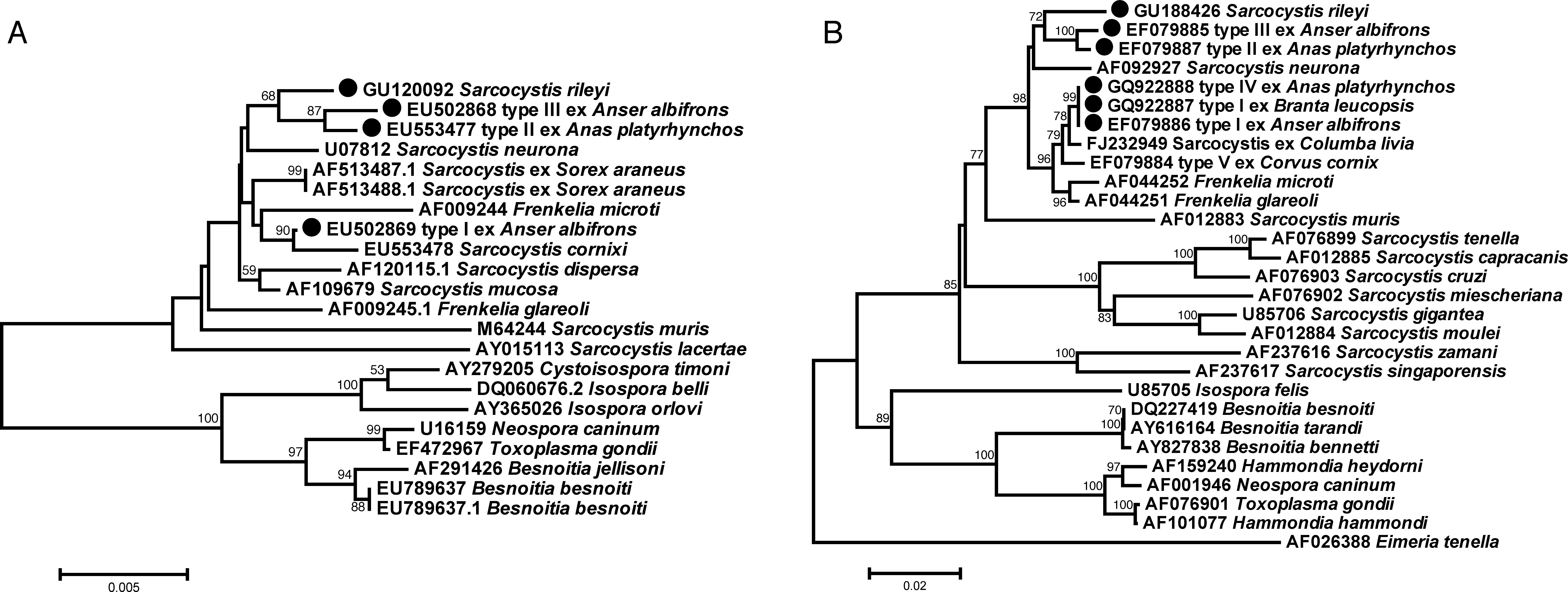 Morphologic and Molecular Characterization of the Sarcocysts of ...