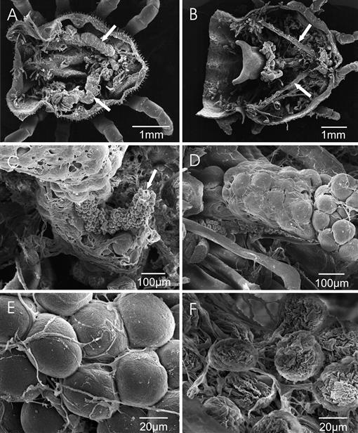 Developmental Changes in Salivary Glands of Nymphs and Adults of the ...