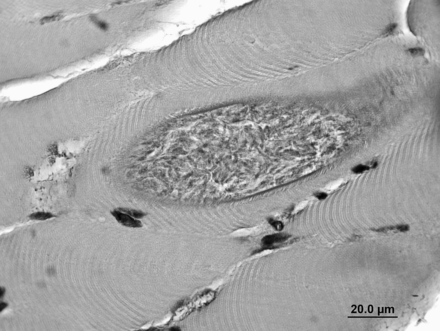 Prevalence to Toxoplasma gondii and Sarcocystis spp. in a Reintroduced ...
