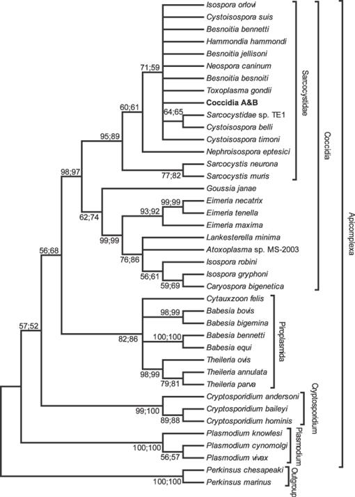Identification of Two Novel Coccidian Species Shed by California Sea ...