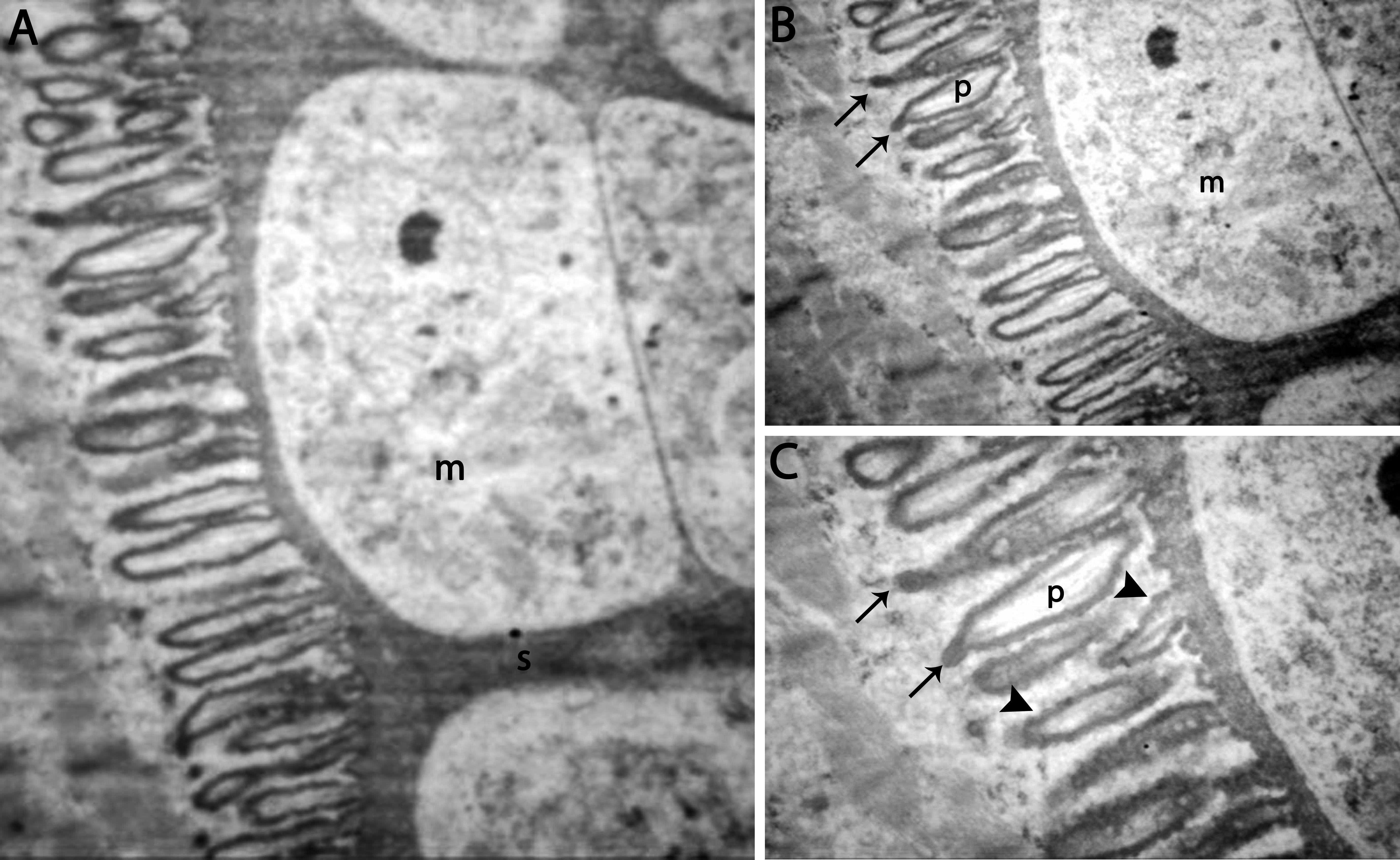 Didelphis aurita (Marsupialia: Didelphidae): A New Host for Sarcocystis ...
