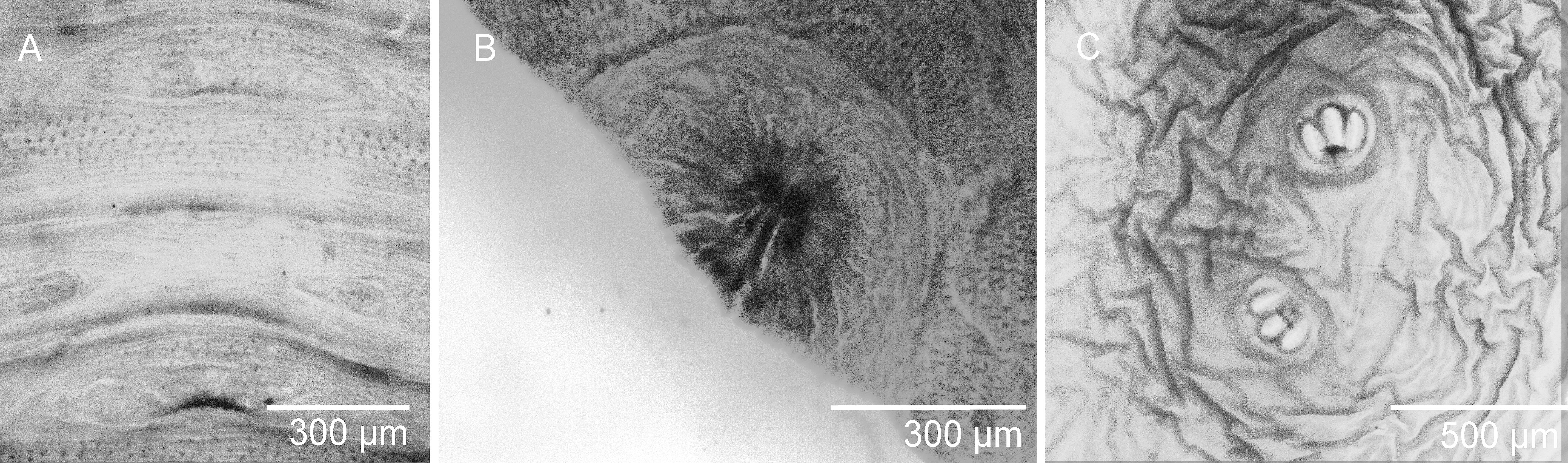 Description of the Puparium of Protocalliphora nourtevai (Insecta ...
