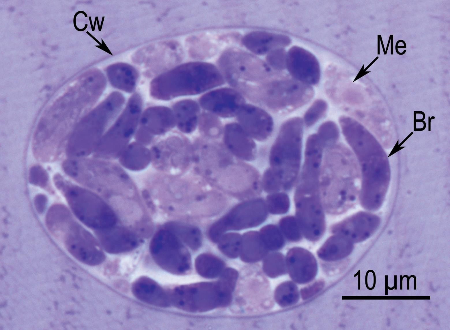 Experimental Transmission of Sarcocystis muris (Apicomplexa ...