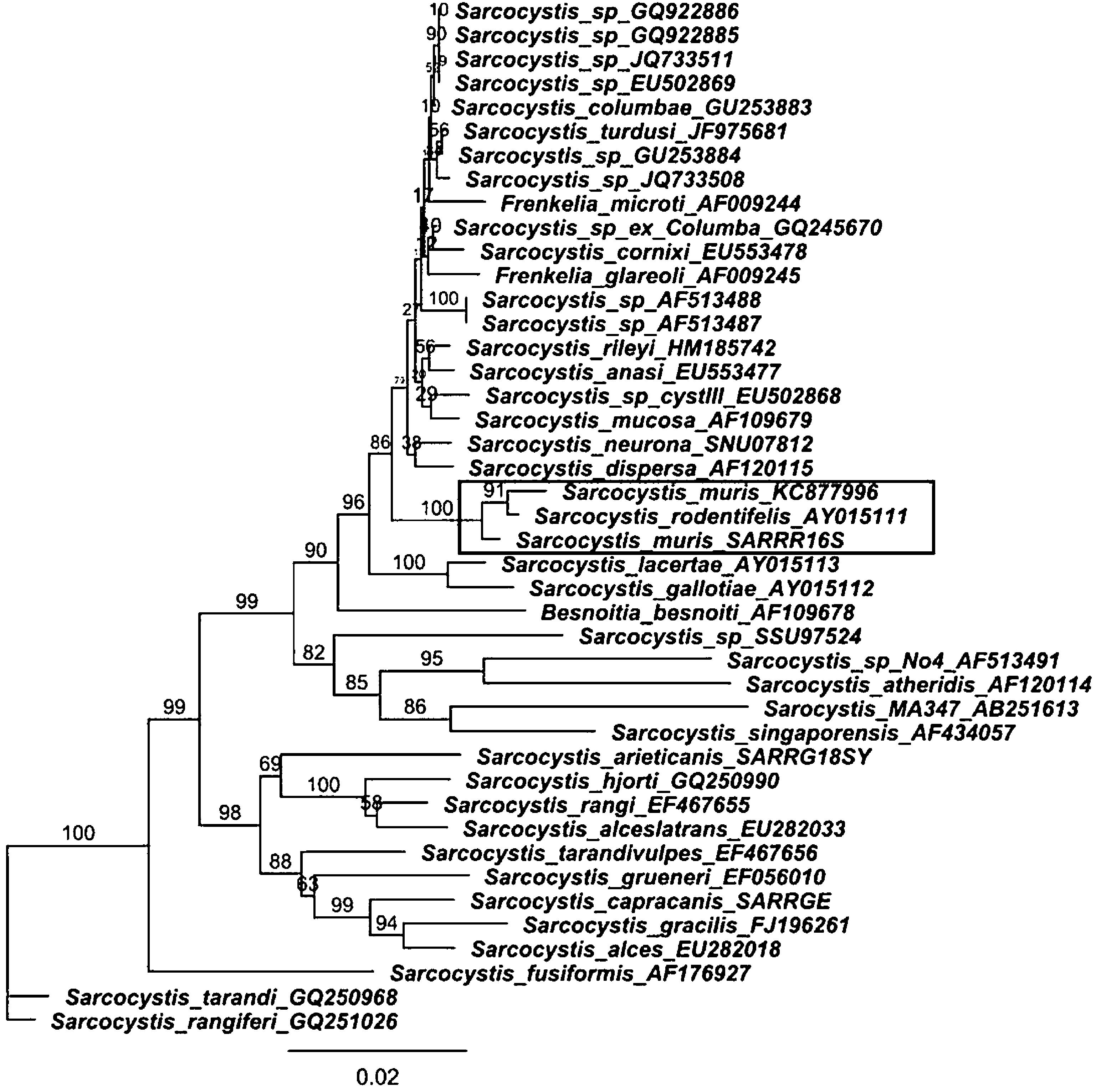 Experimental Transmission of Sarcocystis muris (Apicomplexa ...