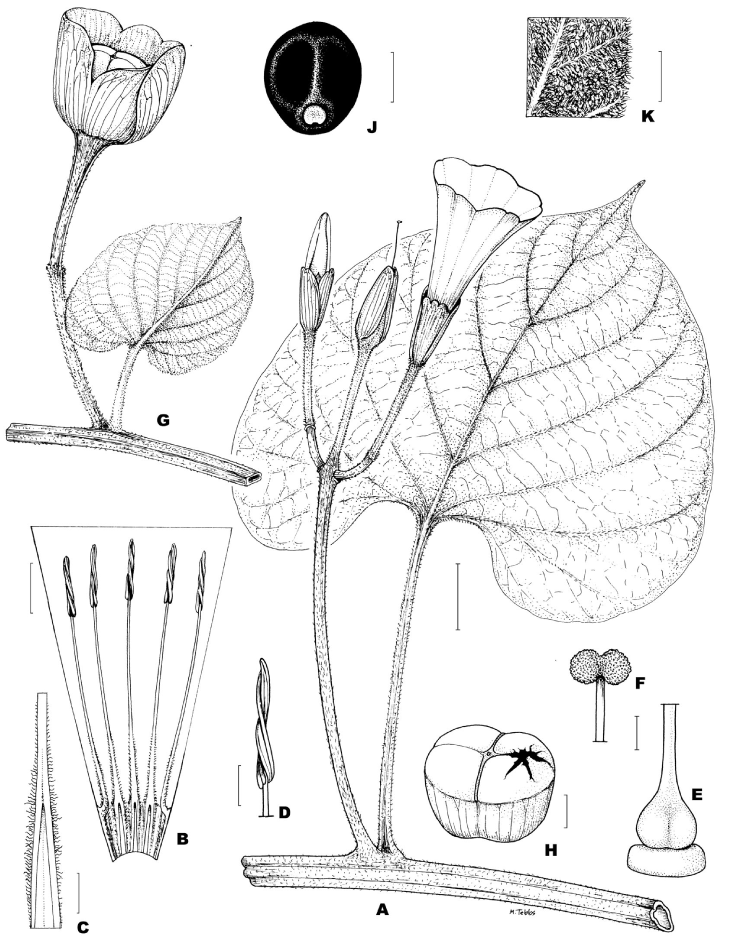 Checklist of Pacific Operculina (Convolvulaceae), Including a New Species1